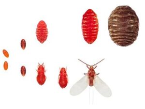 Carmim de Cochonilha: conheça o corante feito de inseto